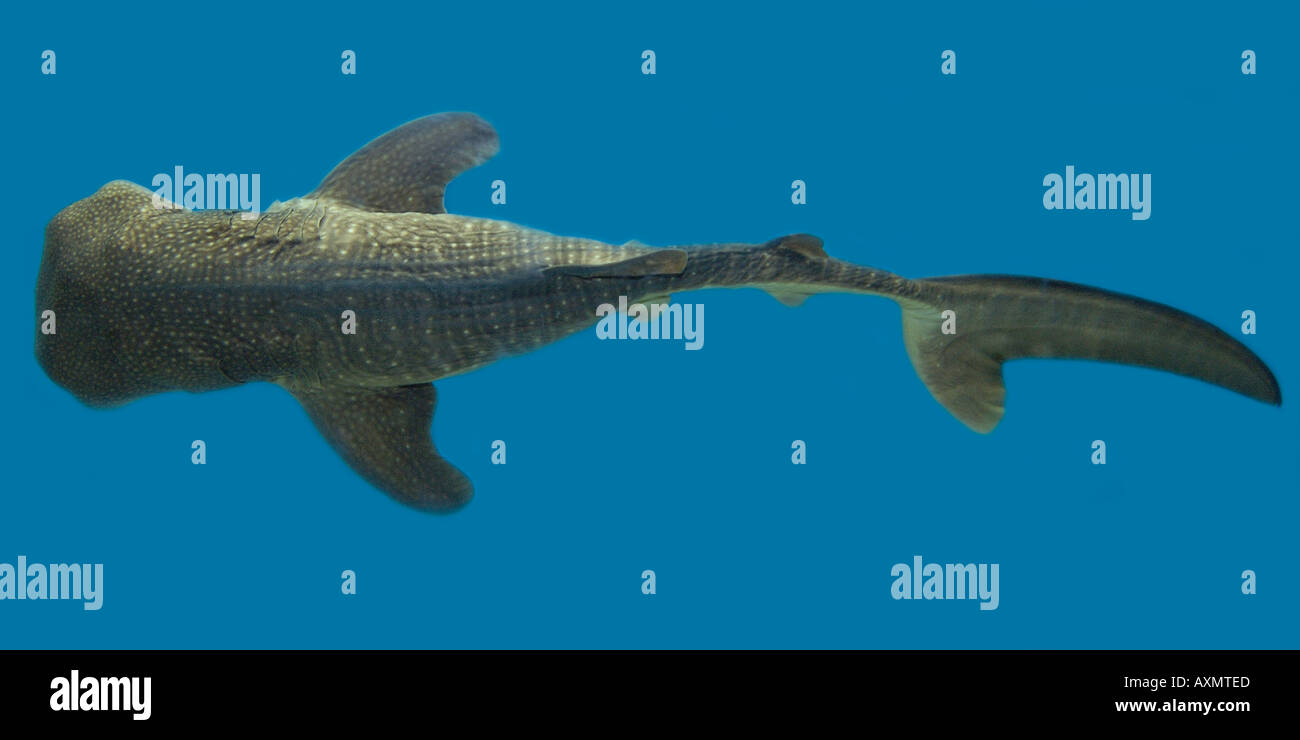 Juvenile whale shark High Resolution Stock Photography and Images - Alamy