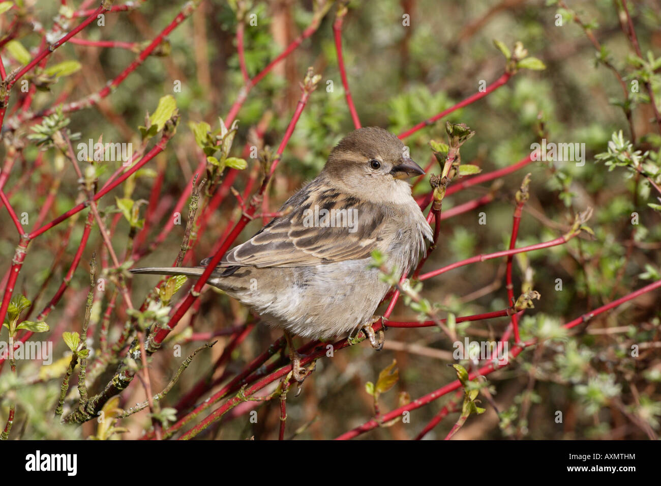 Perched house sparrow hi-res stock photography and images - Alamy