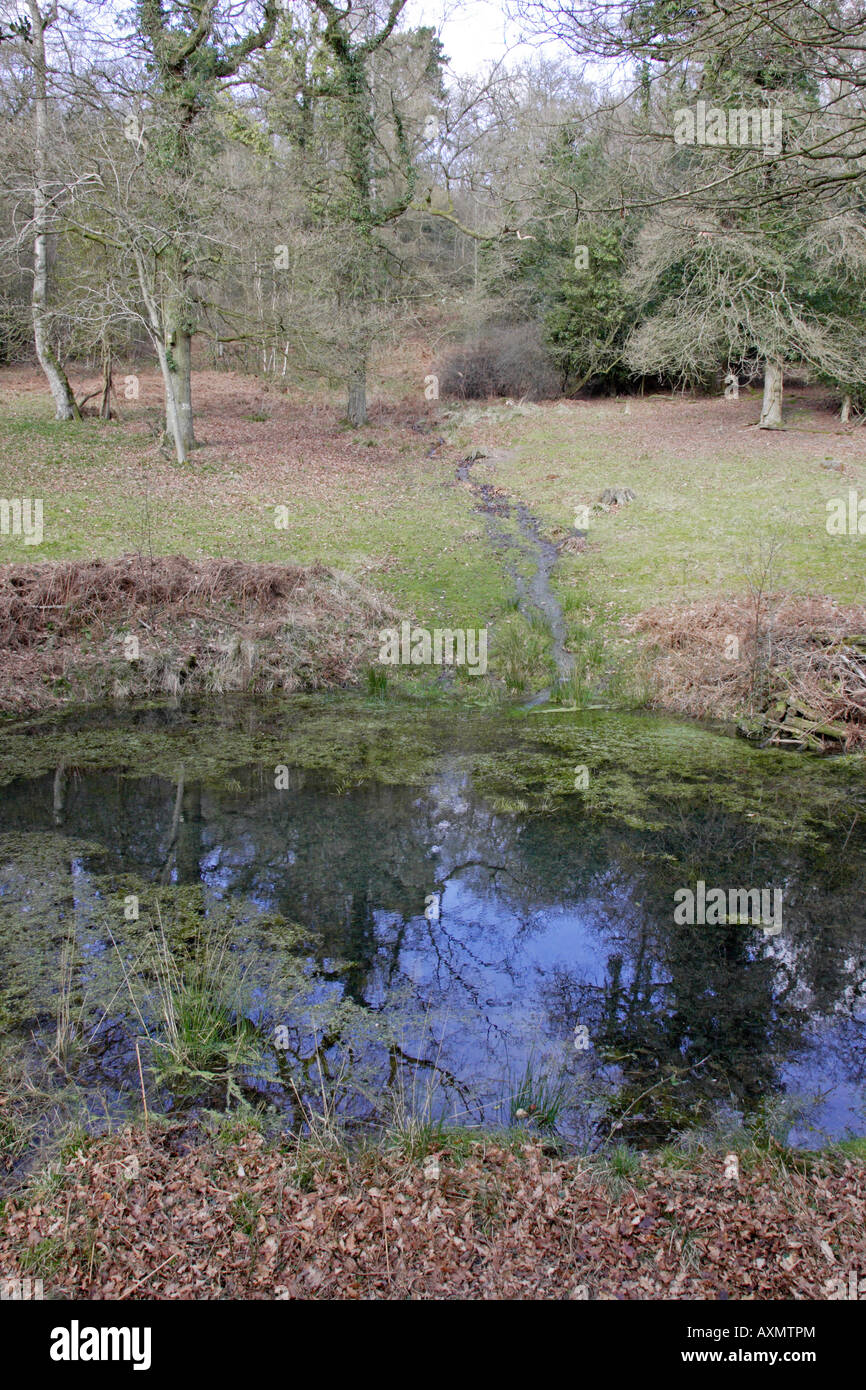 Views of Nagshead RSPB reserve in early spring Stock Photo - Alamy