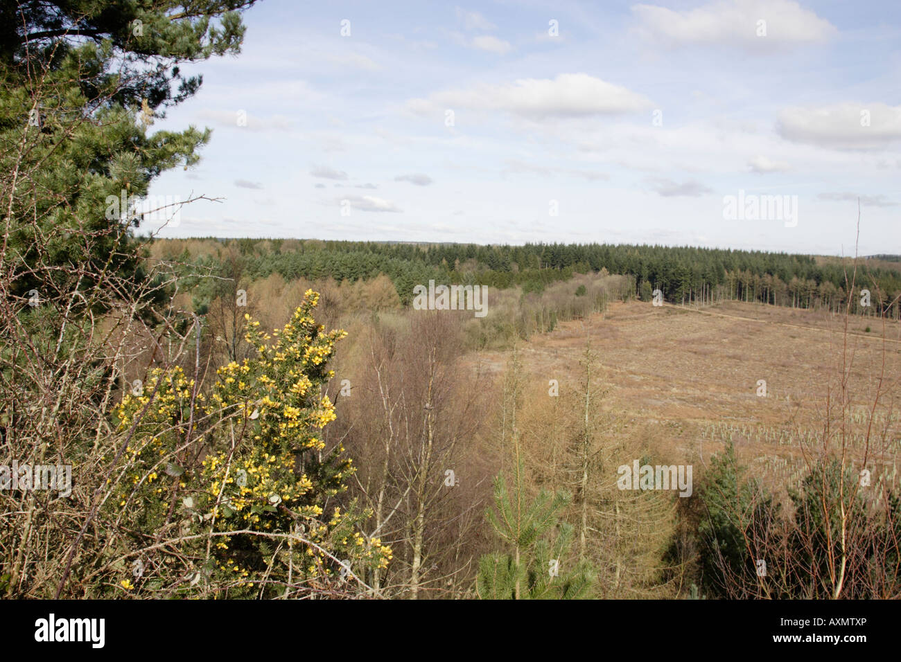 New forest from the hi-res stock photography and images - Alamy