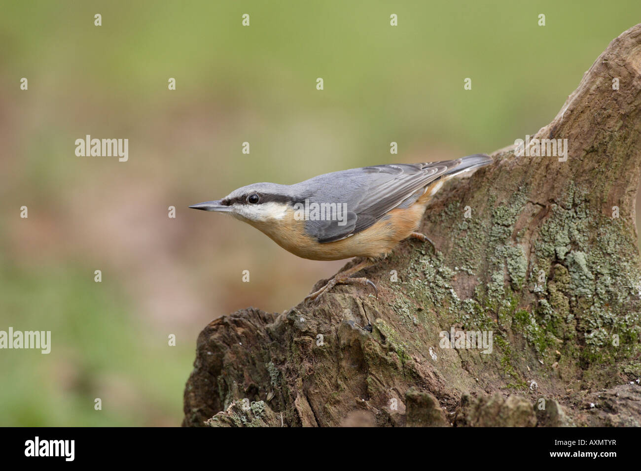 Nuthatch on tree stump Stock Photo - Alamy