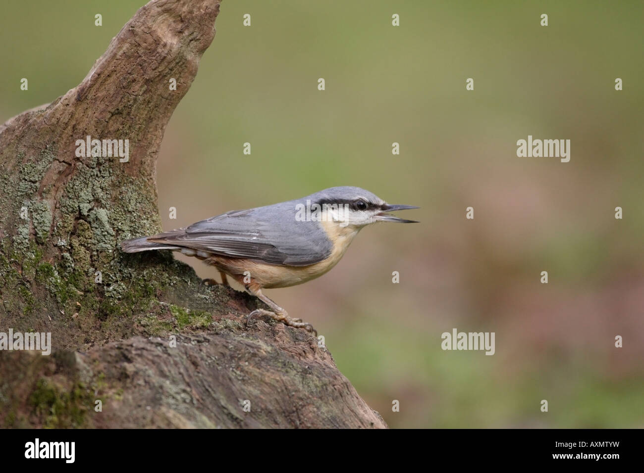 Nuthatch on tree stump Stock Photo - Alamy