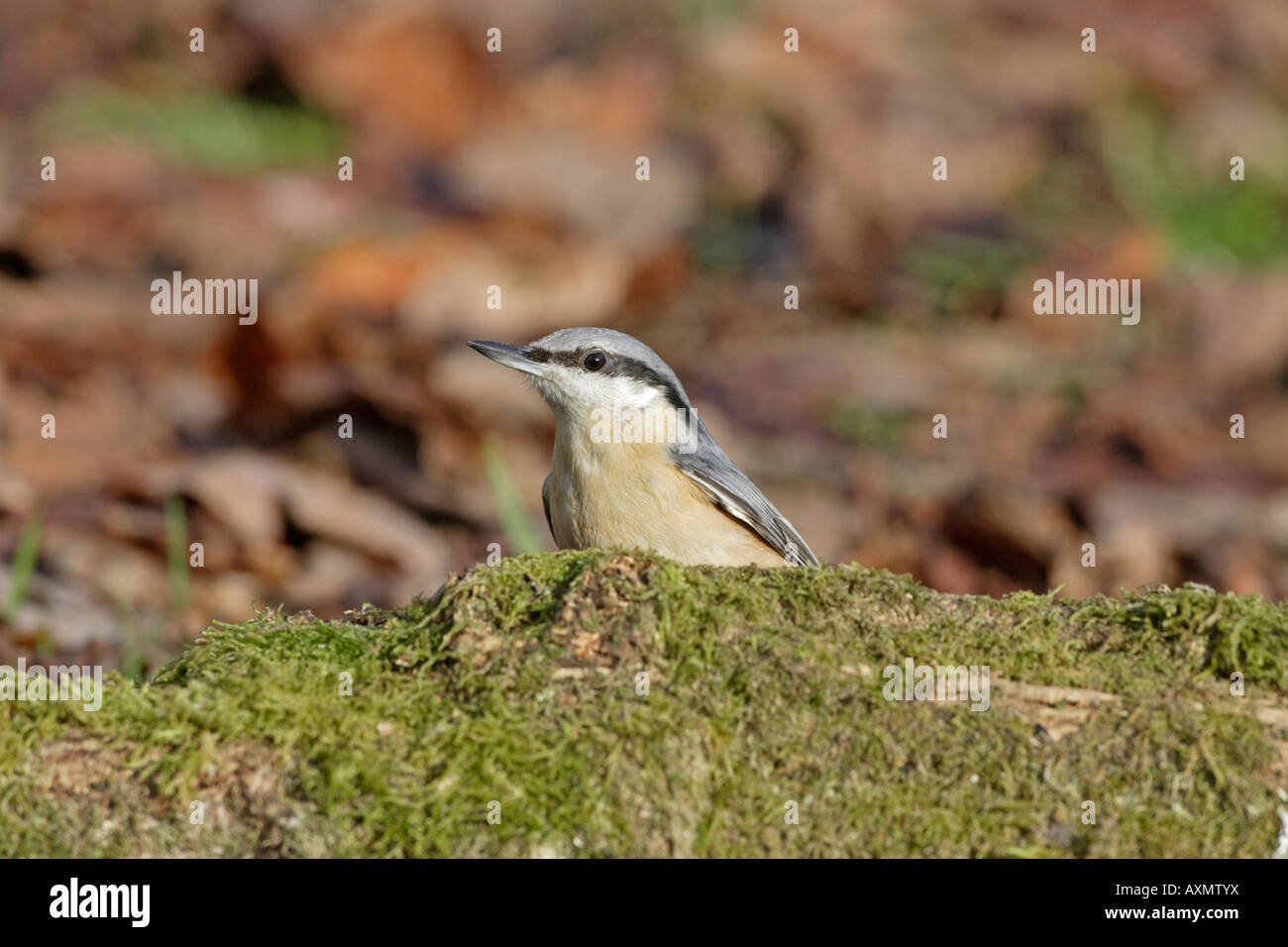 Nuthatch on tree stump Stock Photo - Alamy