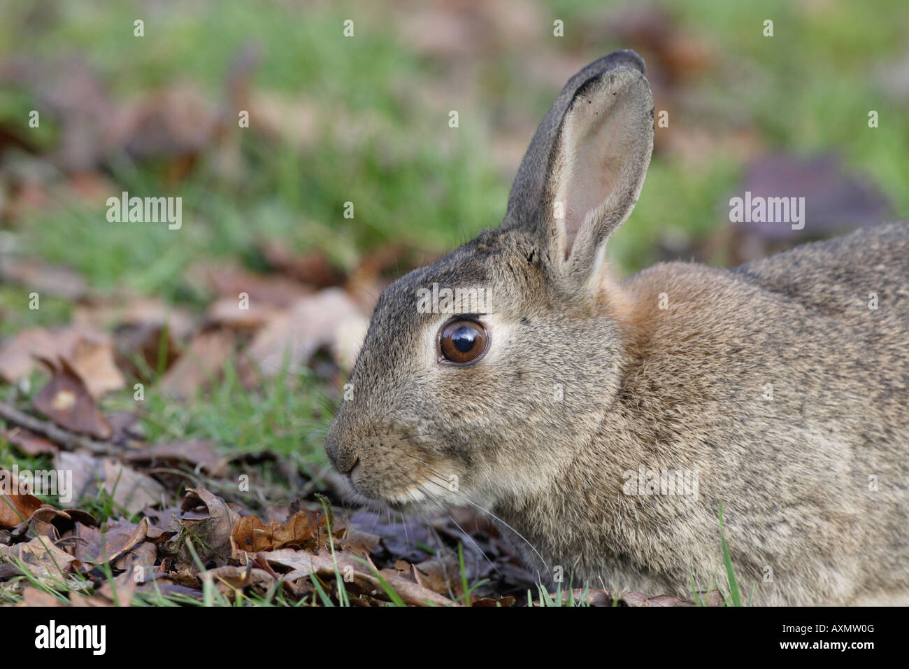 Rabbit in a garden Stock Photo - Alamy