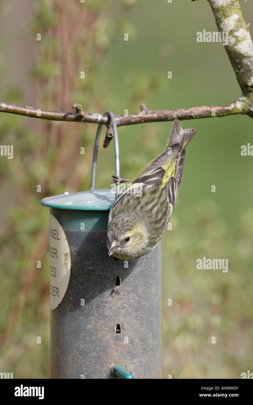 Female Siskin on Niger seed bird feeder Stock Photo - Alamy