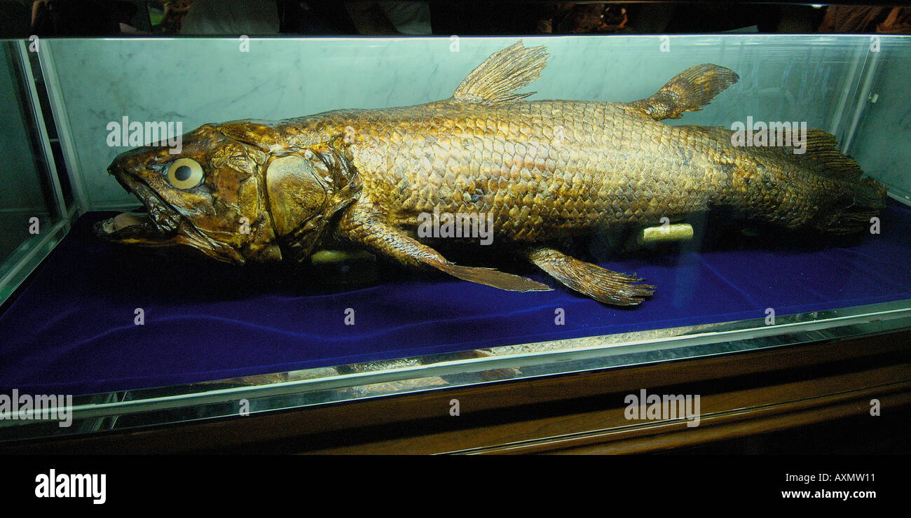 Coelacanth Latimeria chalumnae specimen originally captured in the ...