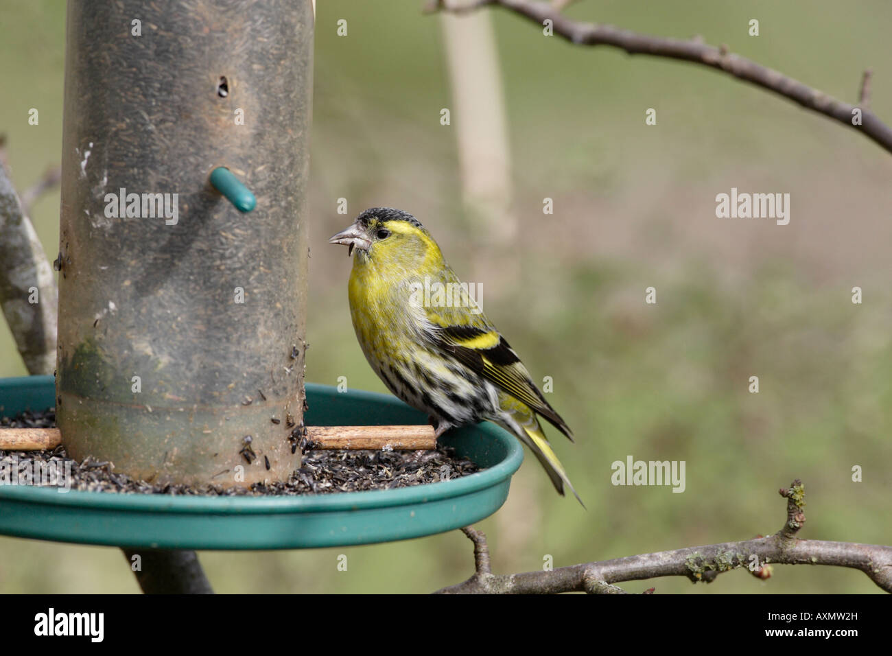 Niger seed hi-res stock photography and images - Alamy