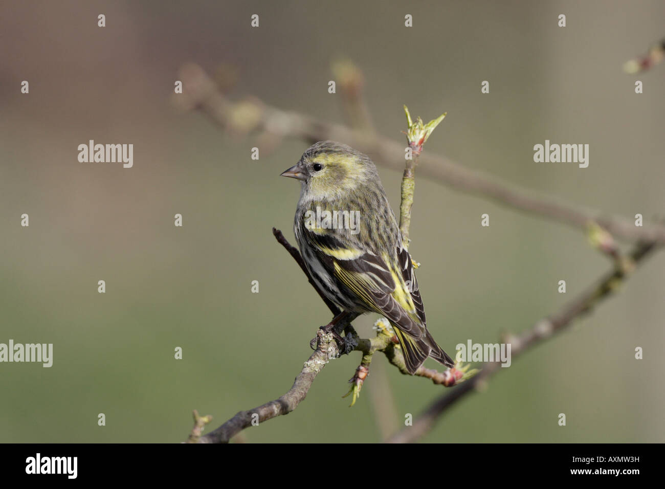 Female siskin hi-res stock photography and images - Alamy