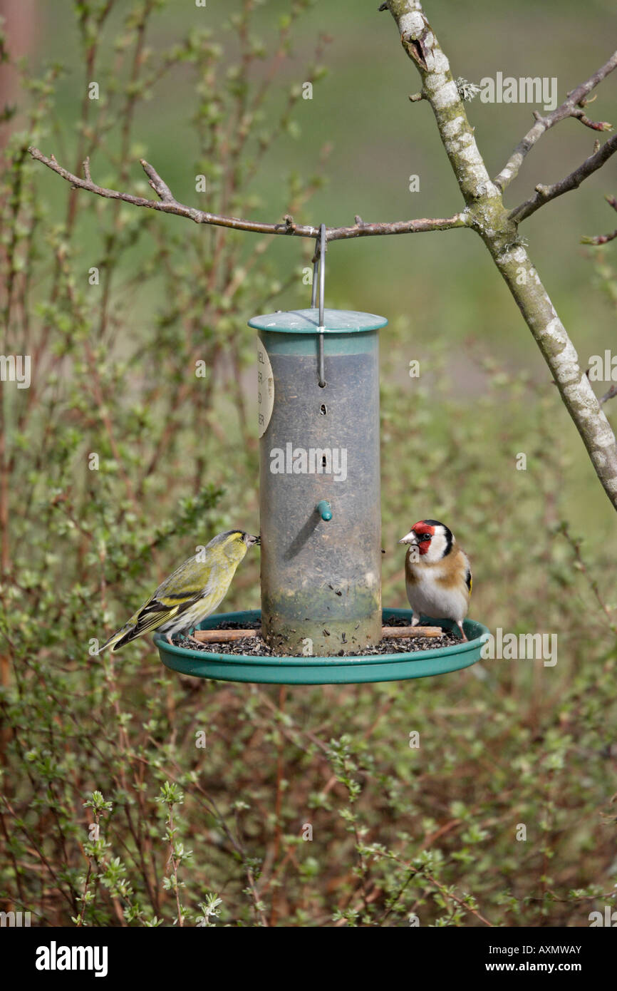 Birds On Feeder High Resolution Stock Photography and Images - Alamy