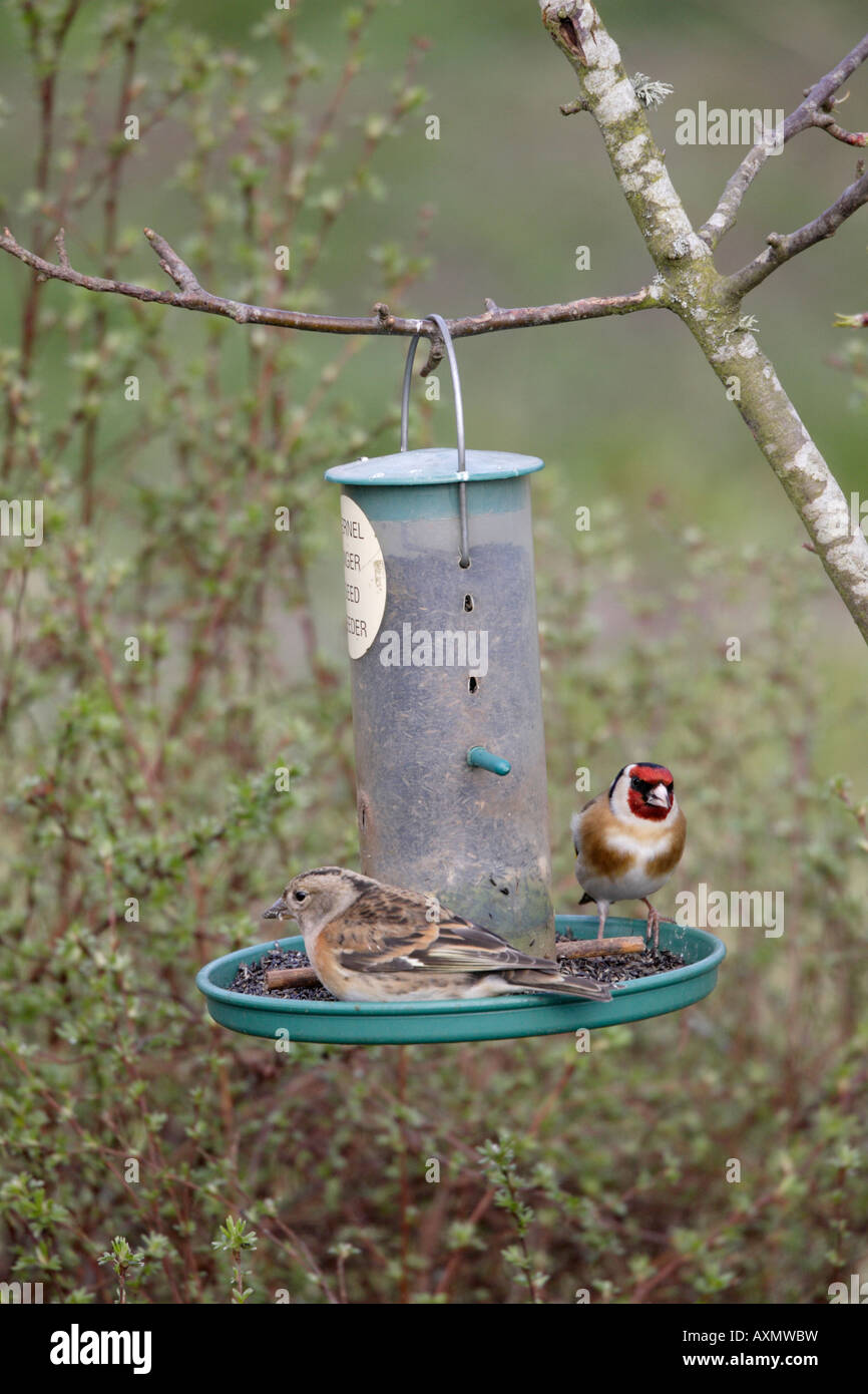 Niger seeds birds hi-res stock photography and images - Alamy