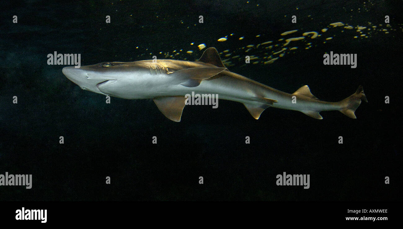 Smooth hound shark hi-res stock photography and images - Alamy