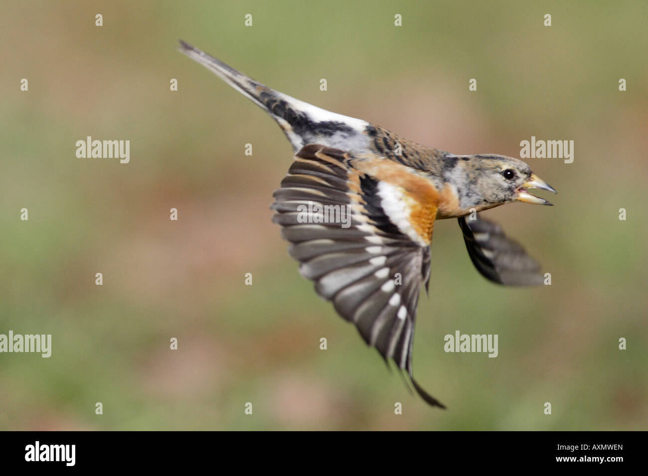 Flying finch hi-res stock photography and images - Alamy