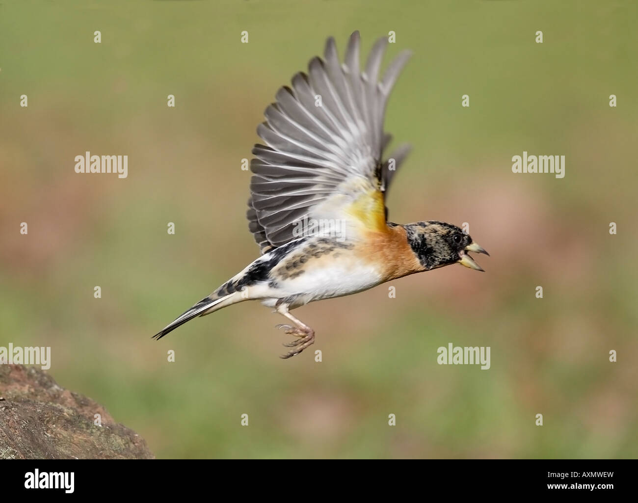 Brambling flying hi-res stock photography and images - Alamy