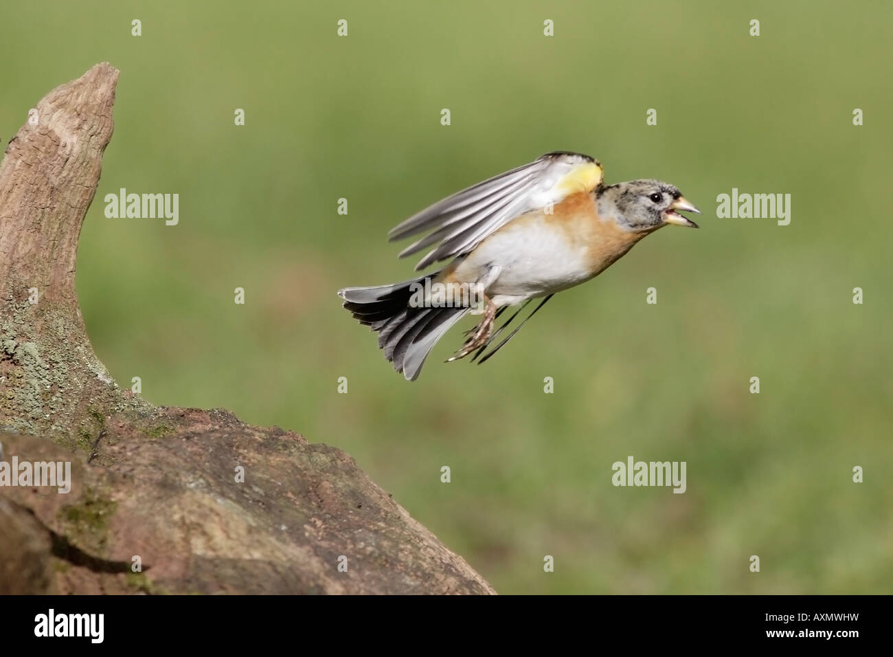 Flying finch hi-res stock photography and images - Alamy
