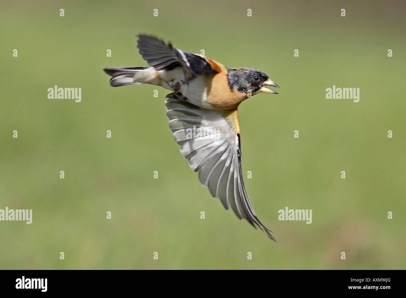 Flying finch hi-res stock photography and images - Alamy