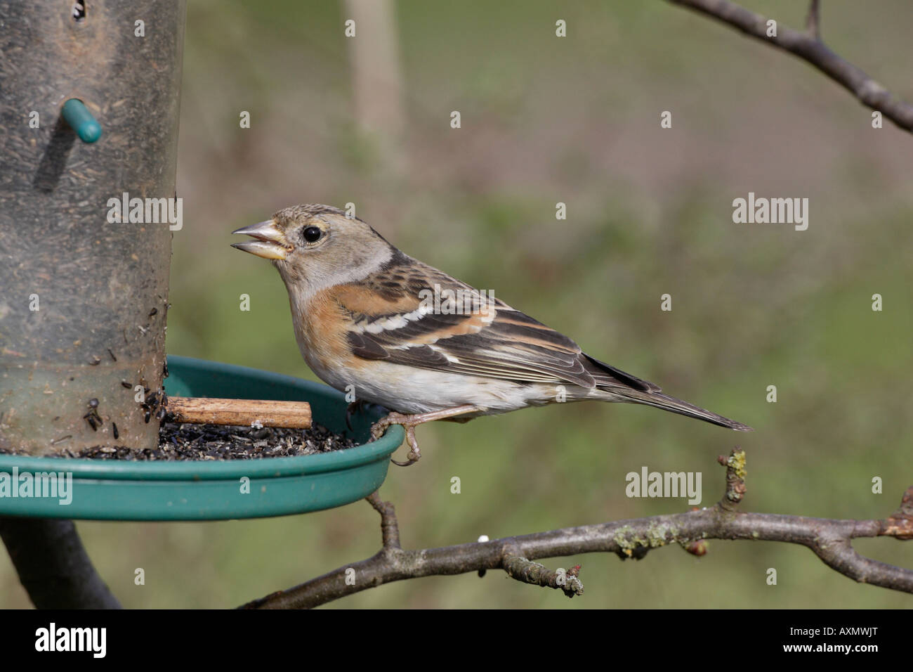Niger seed bird feeder hi-res stock photography and images - Alamy