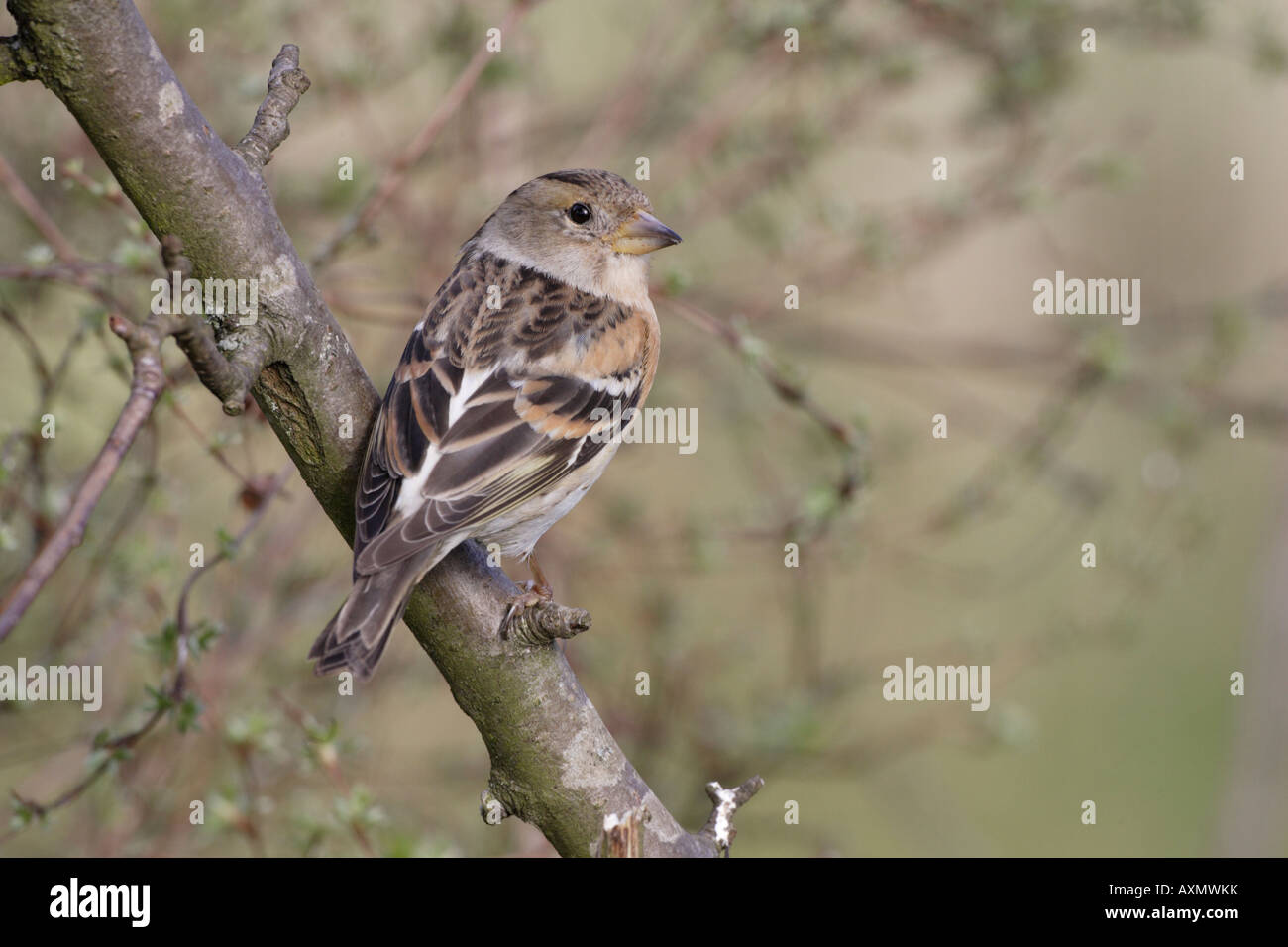 Female brambling hi-res stock photography and images - Alamy