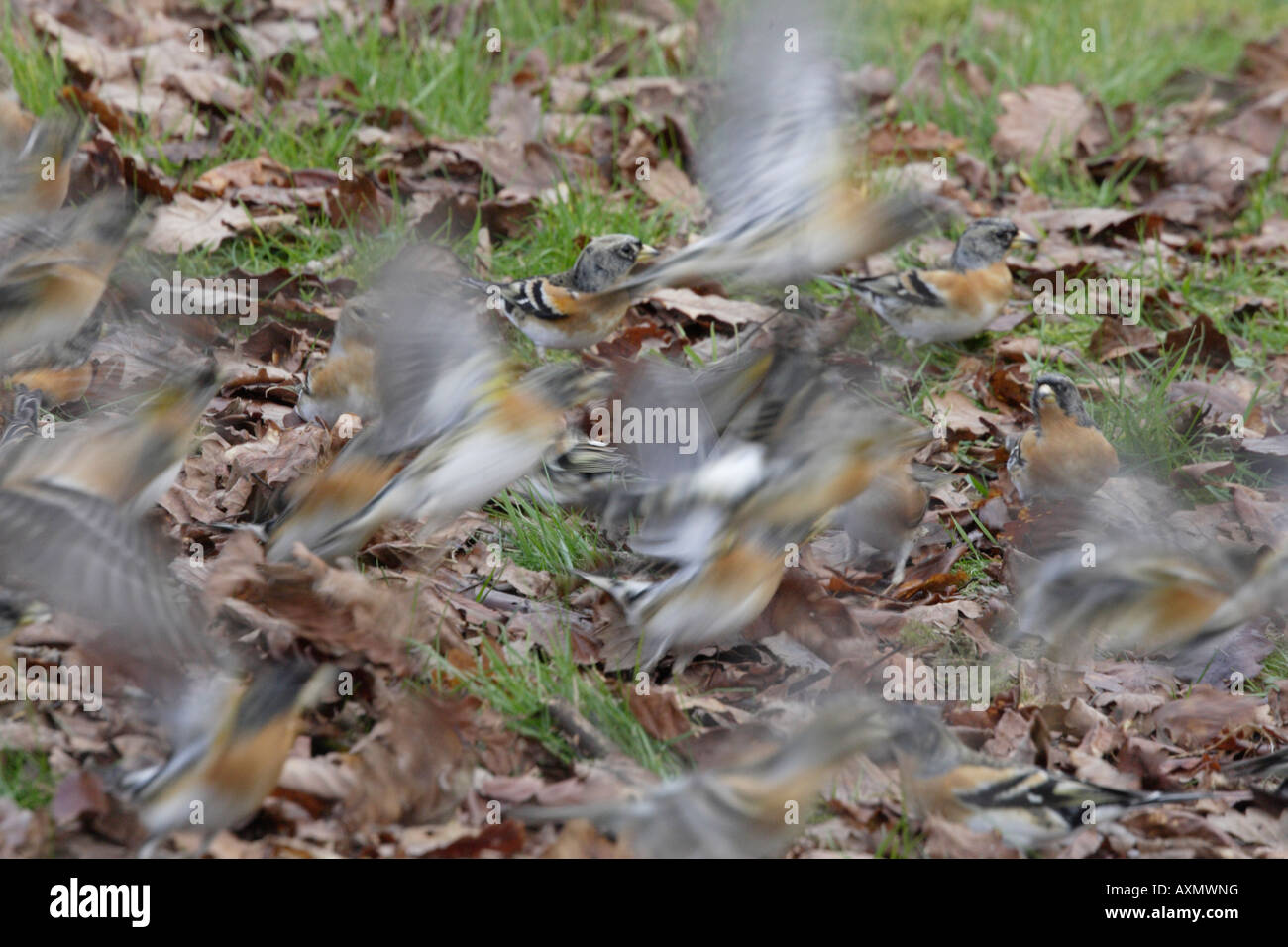 Brambling flock taking off Stock Photo - Alamy