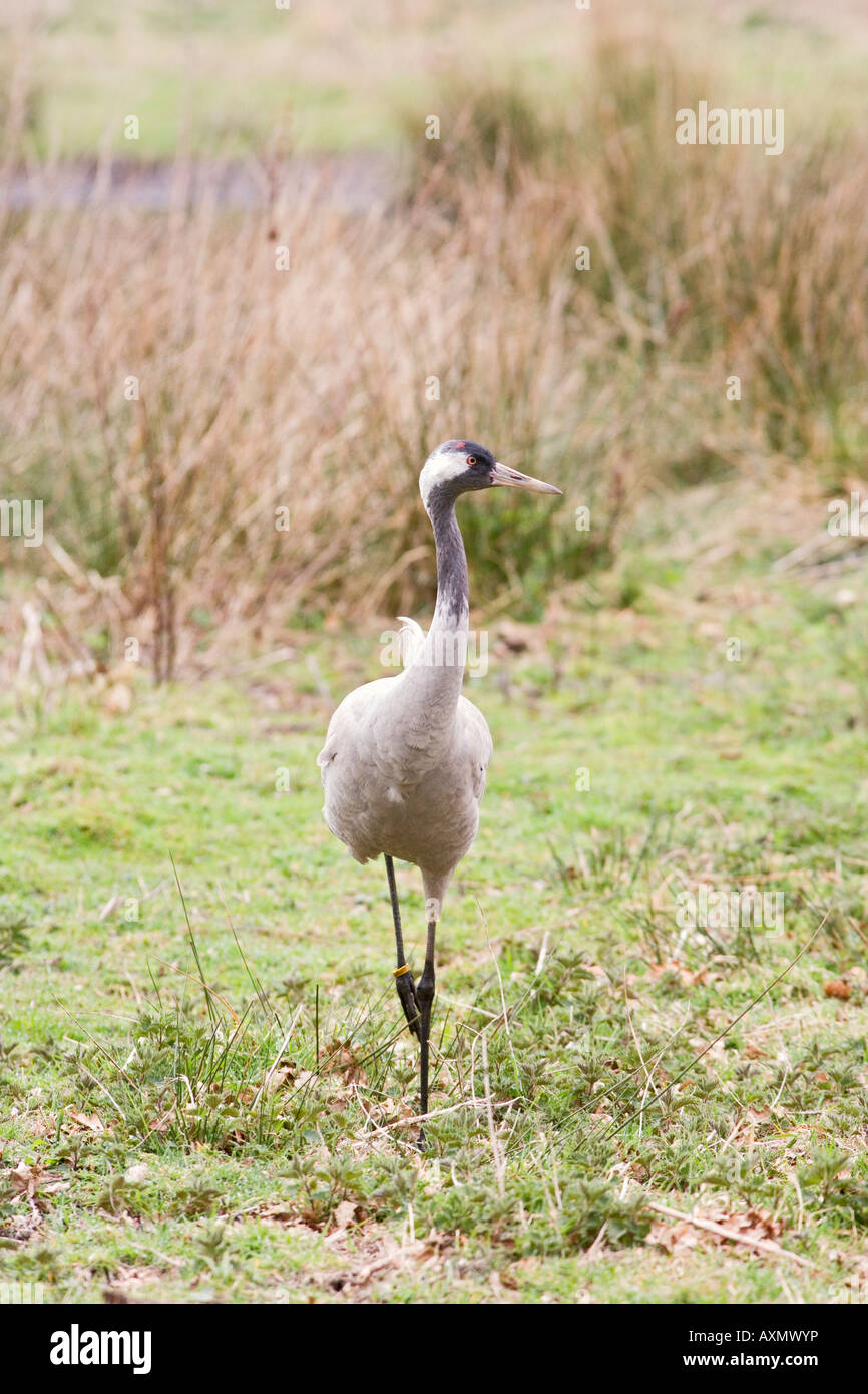 Common crane norfolk hi-res stock photography and images - Alamy