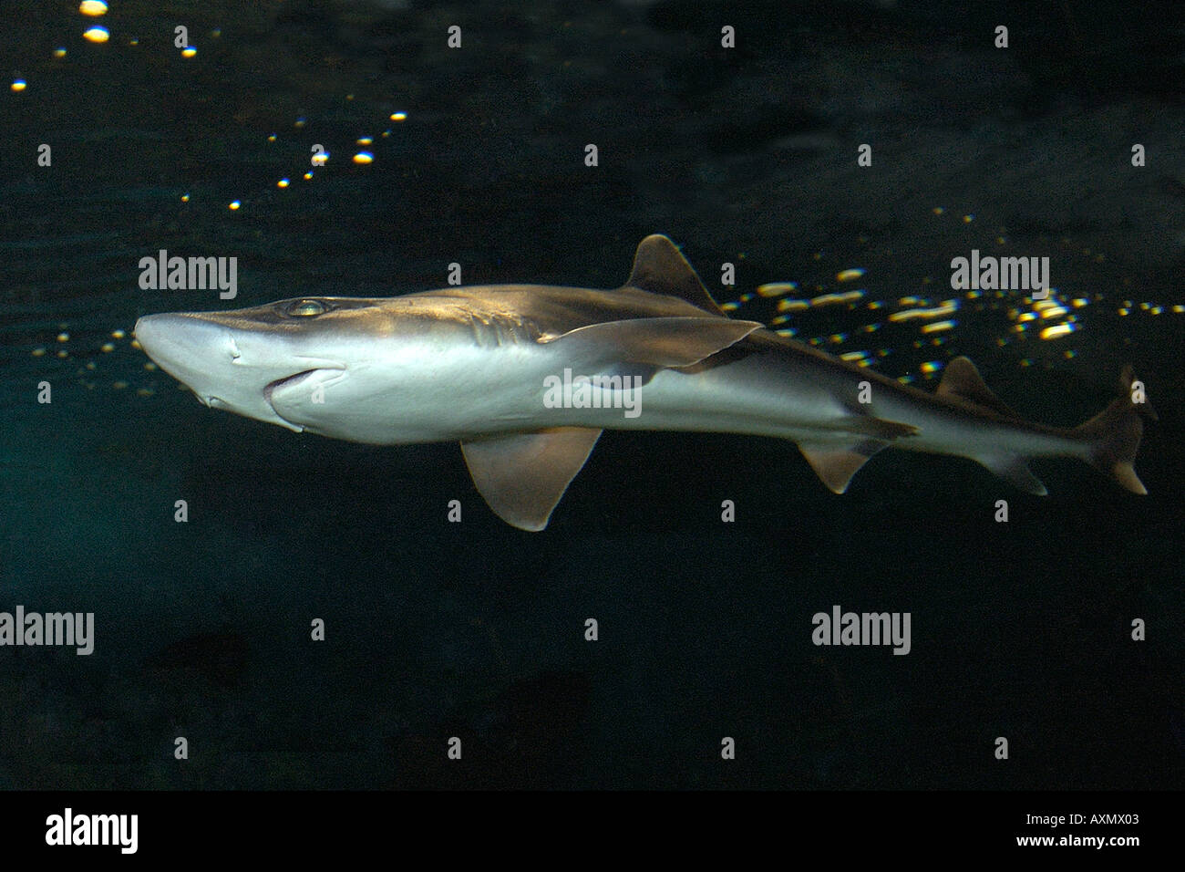 Grey smooth hound shark Mustelus californicus eastern Pacific Ocean ...