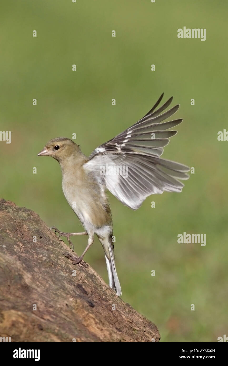 Female Chaffinch landing with wings outstretched Stock Photo - Alamy