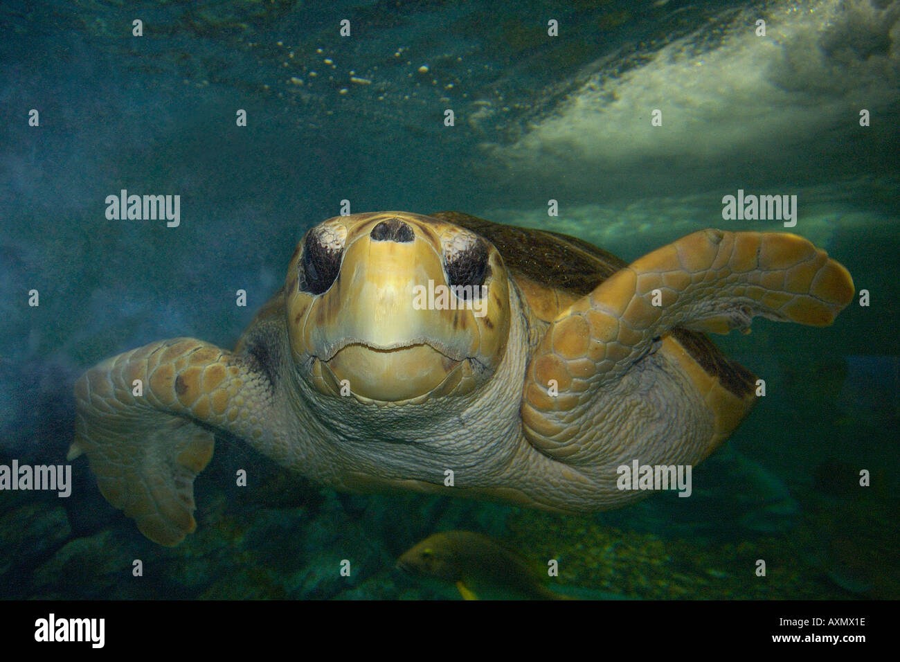 Caretta caretta species hi-res stock photography and images - Alamy