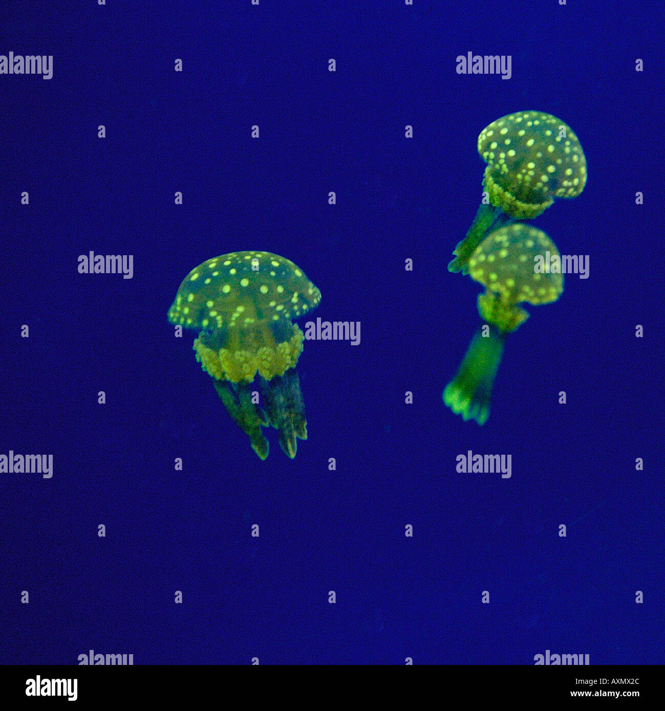 Yellow jellyfish Medusa sp. Seoul South Korea captive Stock Photo - Alamy