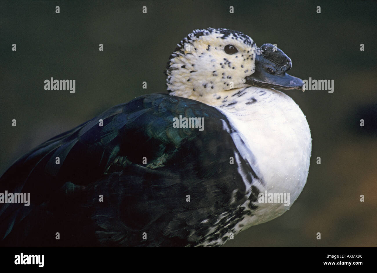 Comb Duck-Sarkidiornis melanotos-Family Anatidae Stock Photo - Alamy