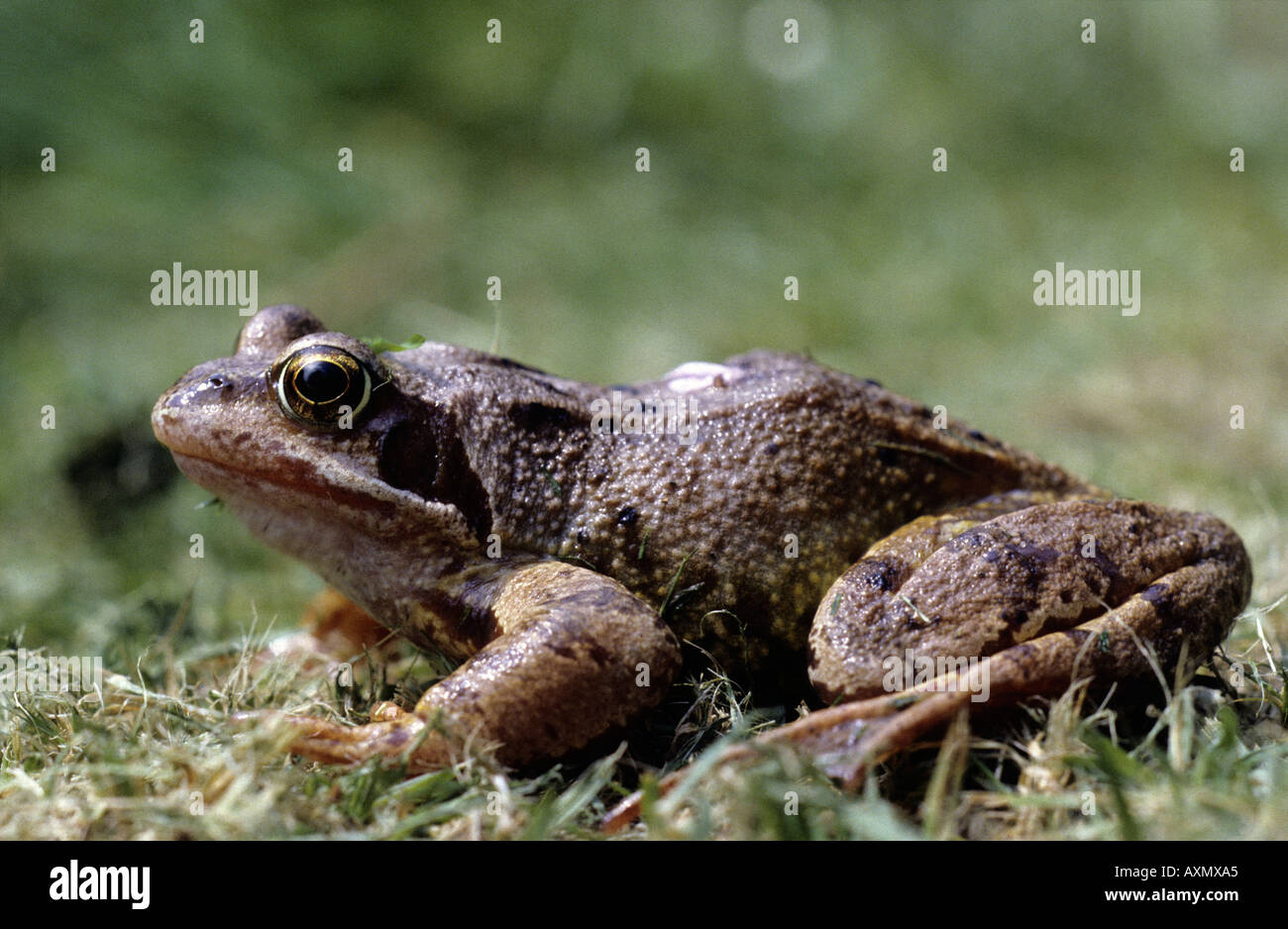 Common Frog-Rana temporaria-Family Ranidae Stock Photo - Alamy