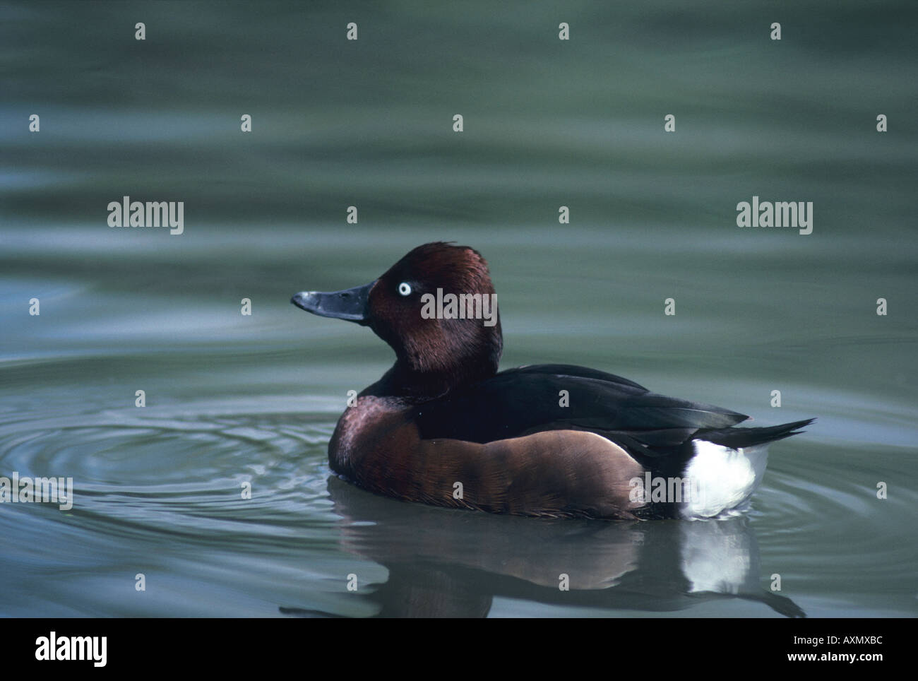 Common White-eye or Ferruginous Duck male-Aythya nyroca-Family Anatidae ...
