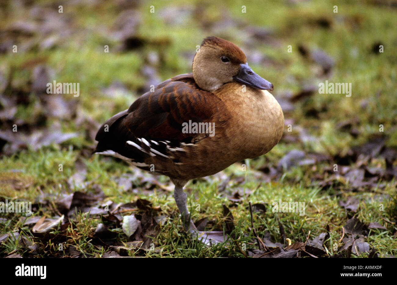 Tree_duck hi-res stock photography and images - Alamy