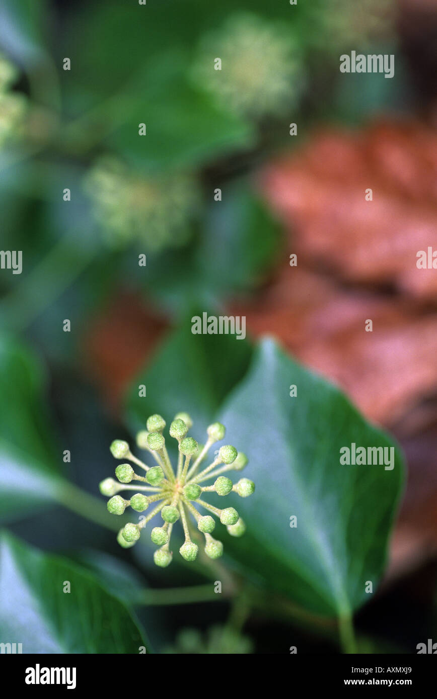 Flower buds and evergreen leaves of common ivy hedera helix Stock Photo ...