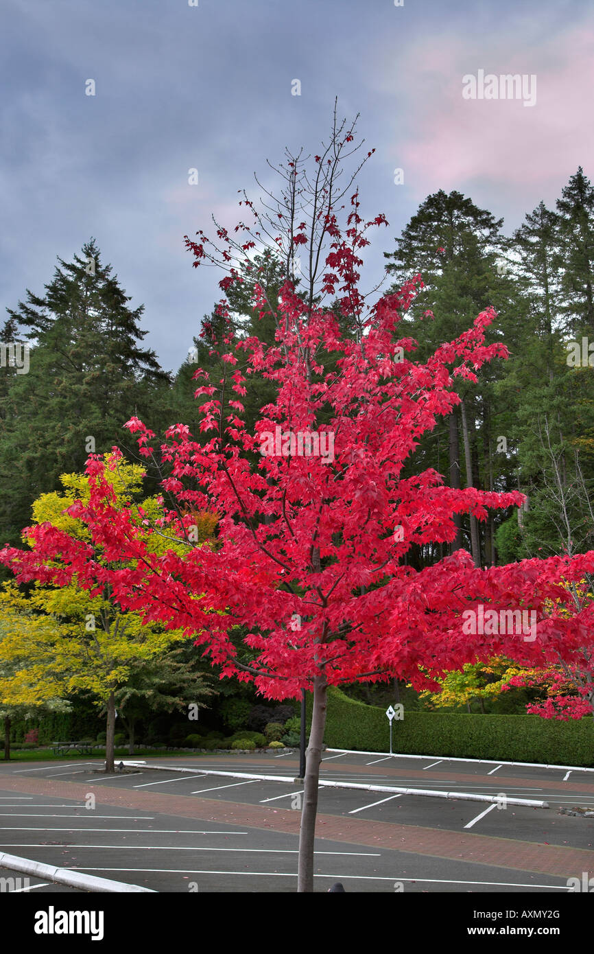 A bright celebratory tree with red leaves on parking place Stock Photo ...