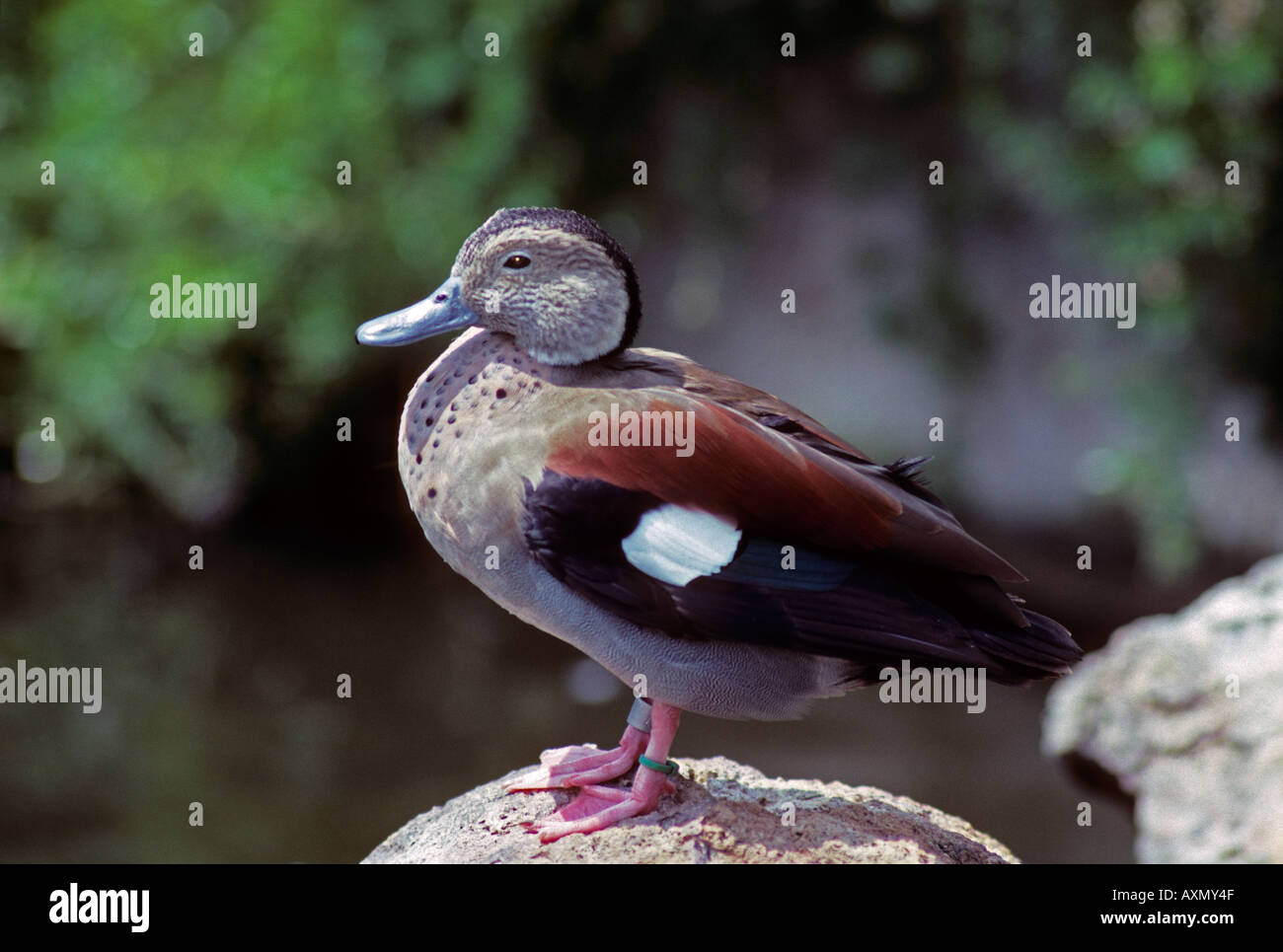 Anas penelope americana hi-res stock photography and images - Alamy