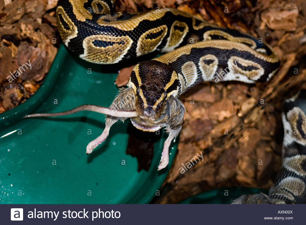 Python Eating Stock Photos & Python Eating Stock Images - Alamy