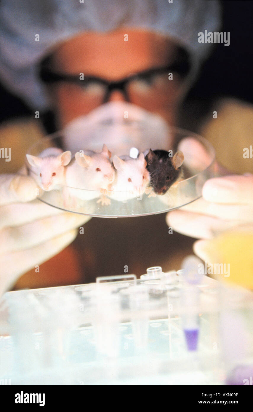 Laboratory Mouse Stock Photos & Laboratory Mouse Stock Images - Alamy