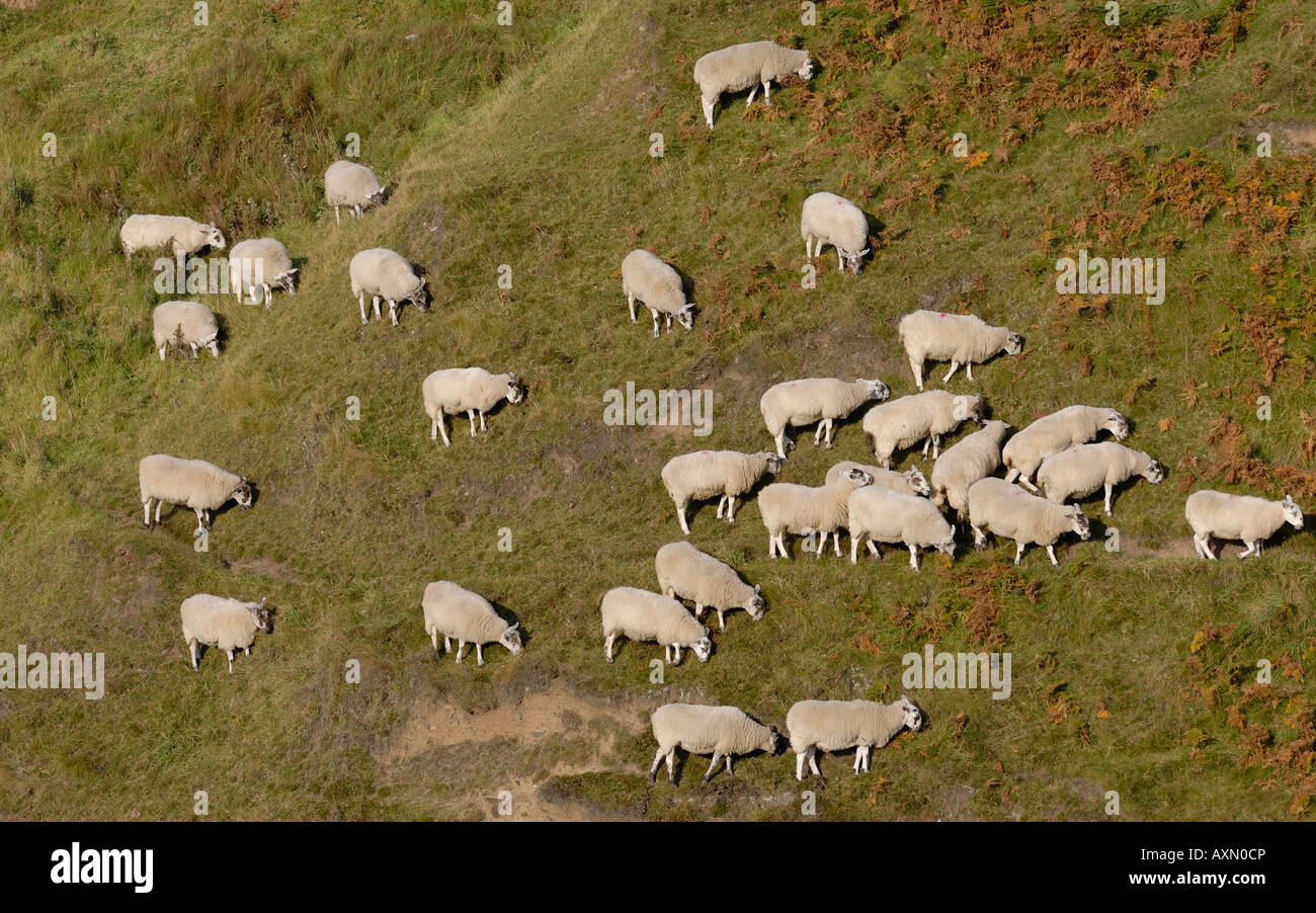 Sheep on a slope hi-res stock photography and images - Alamy