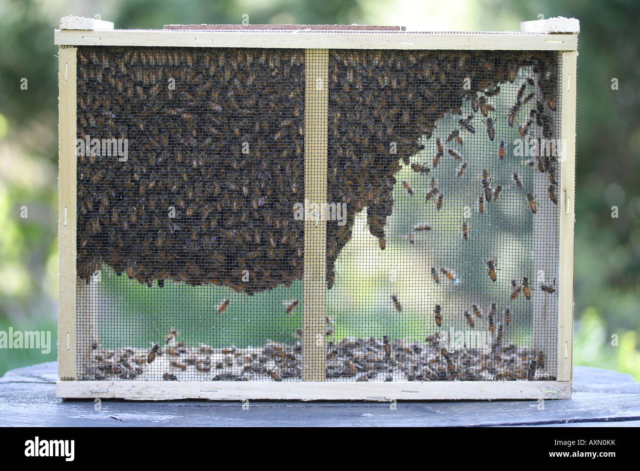 Honeybees packaged for shipping through the U.S. mail Stock Photo - Alamy