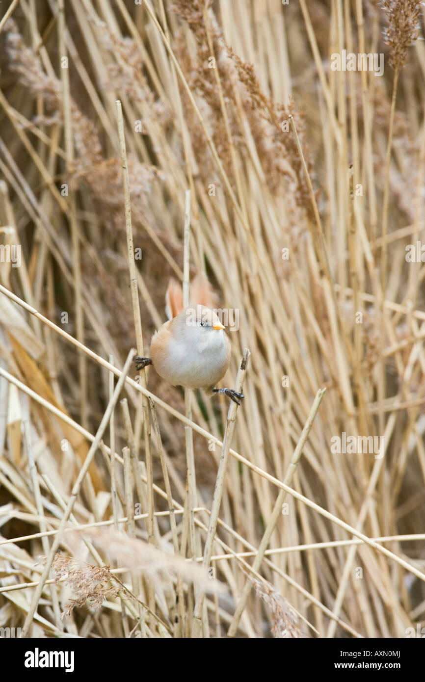 Bearded tit Panurus biarmicus Bearded reedling female in reeds Stock ...