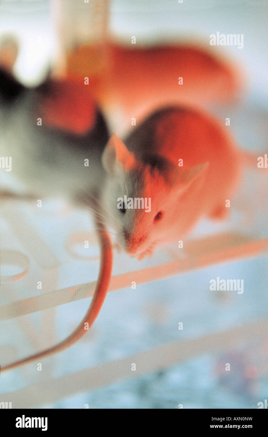 Albino mouse hi-res stock photography and images - Alamy
