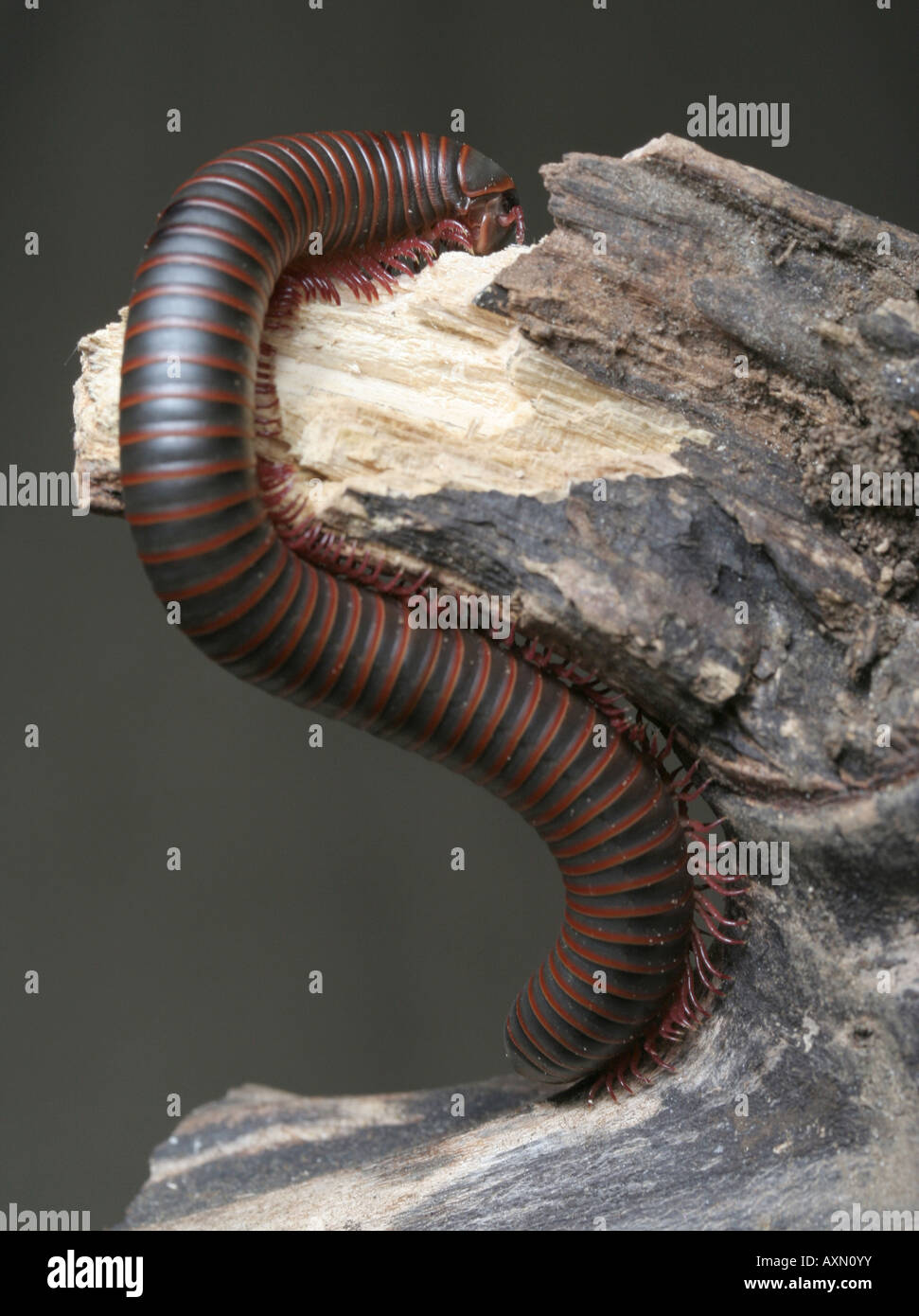 American giant millipede, Narceus americanus Stock Photo - Alamy