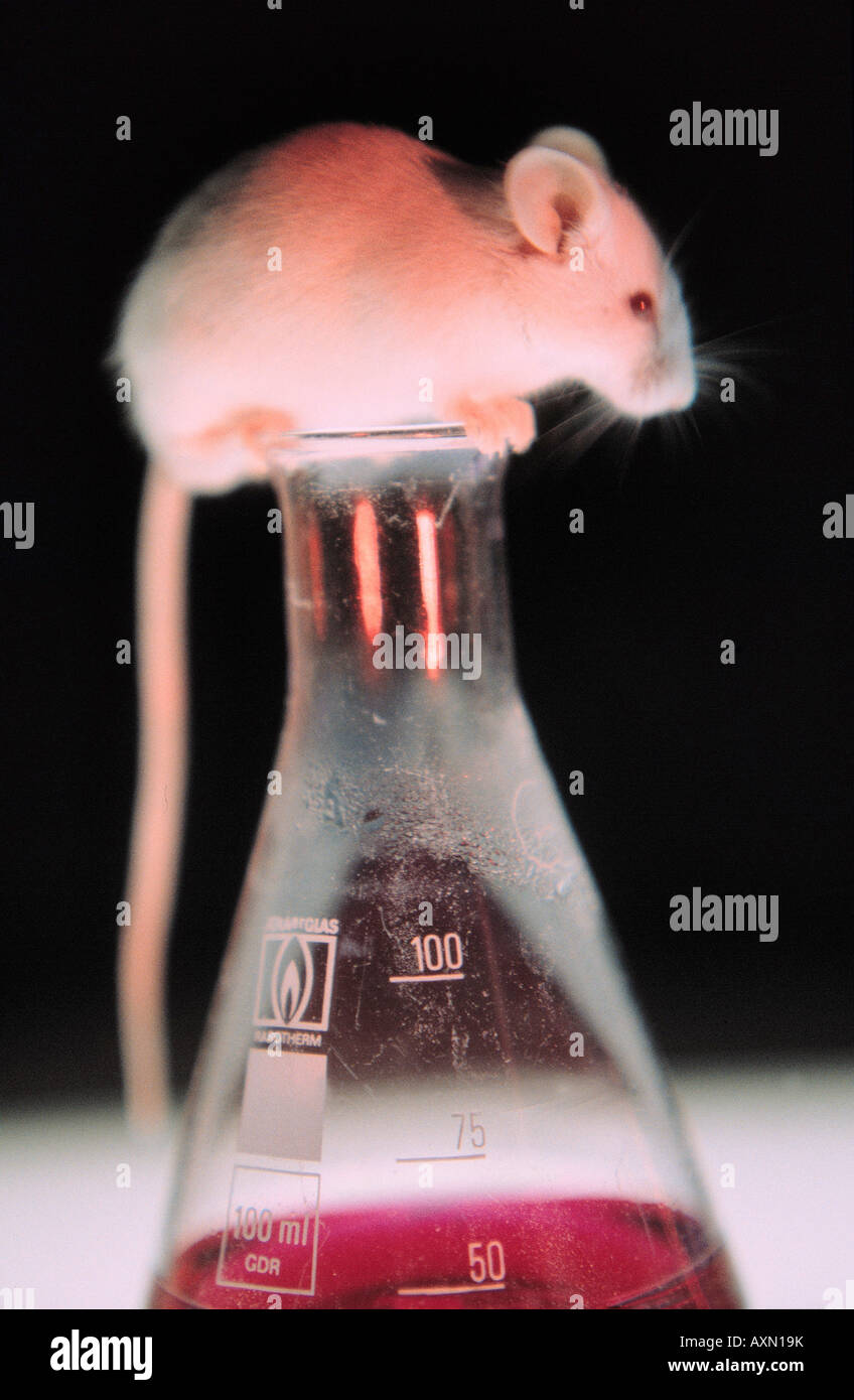 genemodified test mouse GMO Stock Photo - Alamy