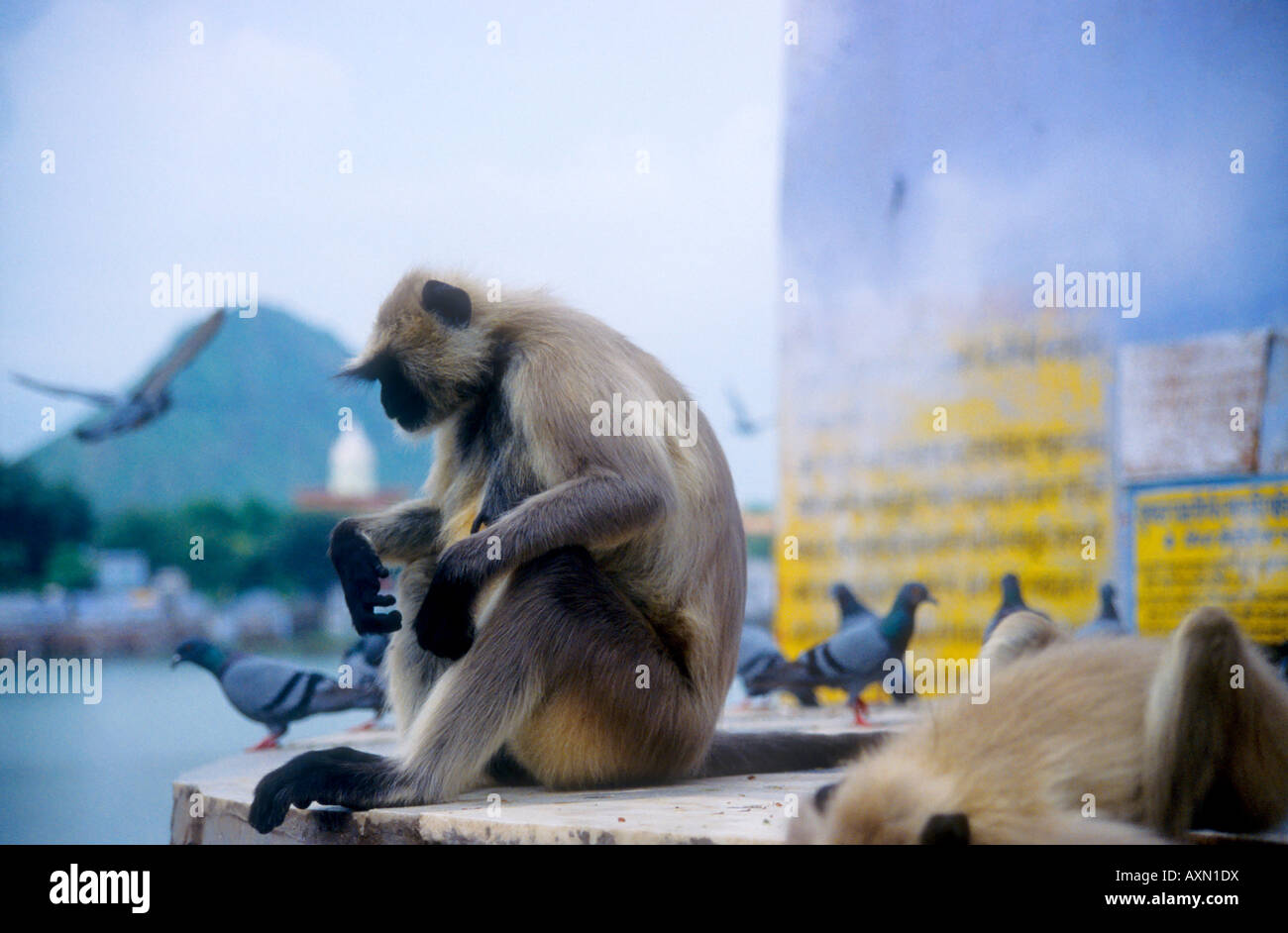 Gray langur monkeys sitting amongst pigeons in Pushkar in India Stock ...