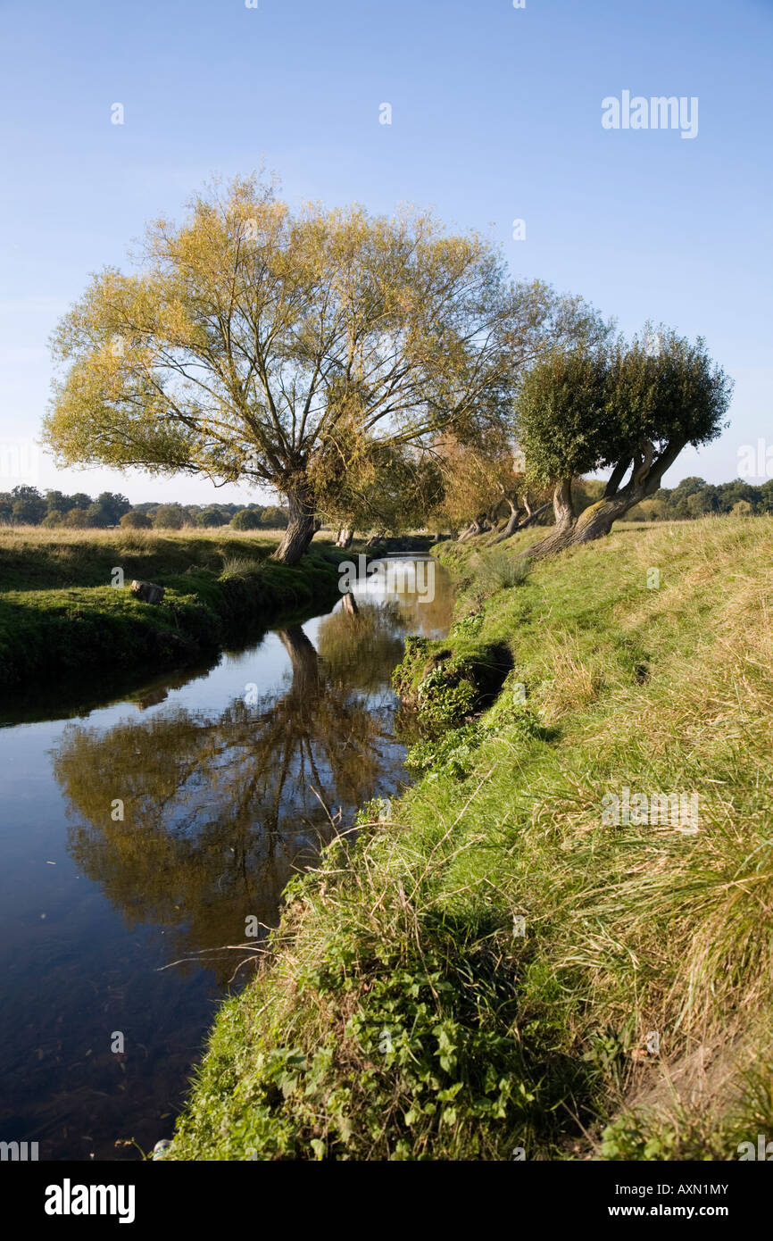 Riverside or stream side in Richmond Park, Surrey Stock Photo - Alamy