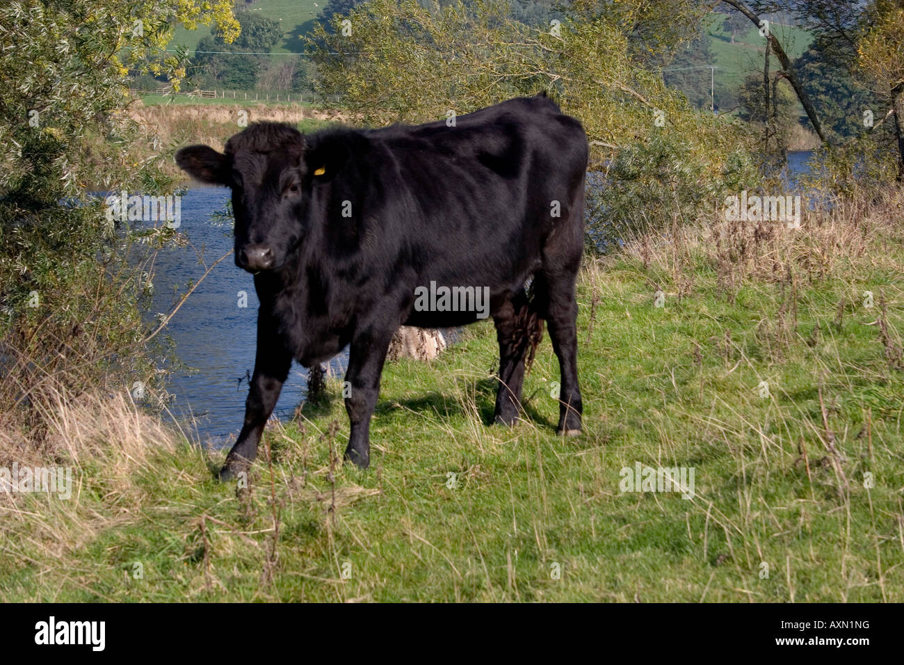 Welsh black cow standing by river facing Stock Photo - Alamy