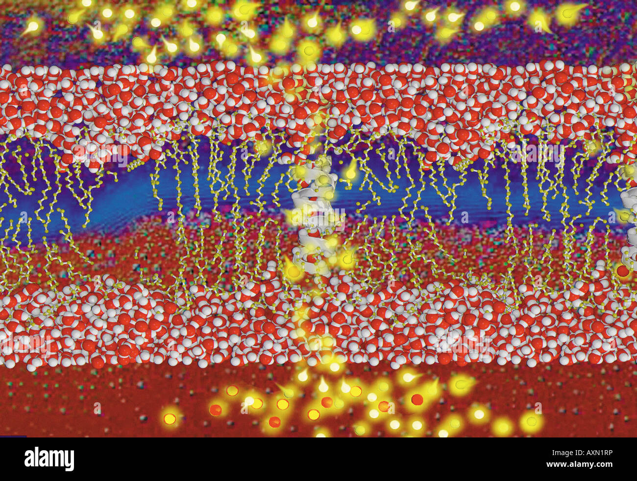 medicine drug acting on human double layered cell membrane Stock Photo ...