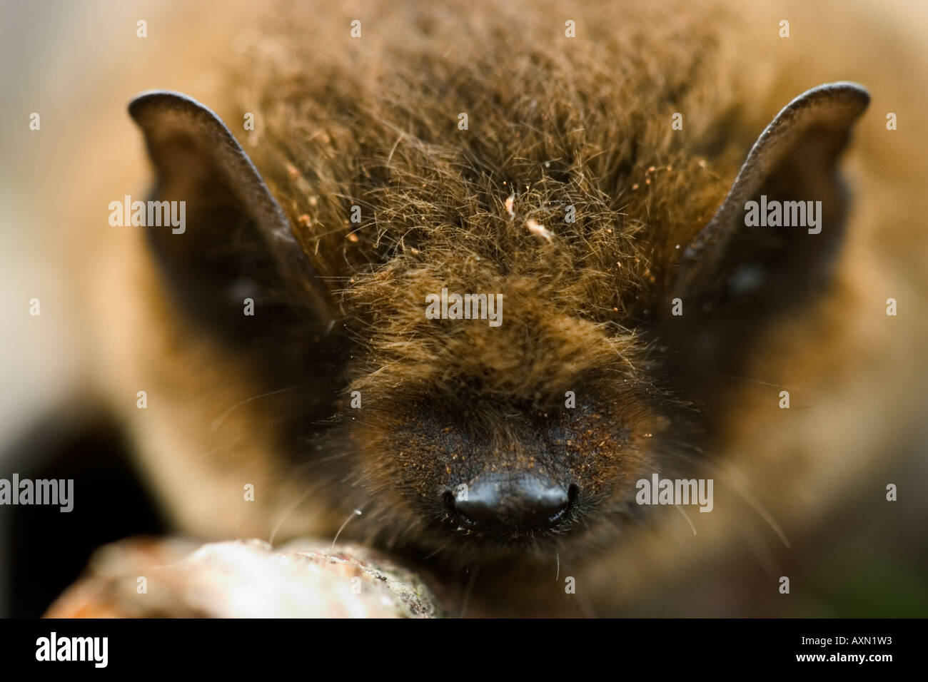 Closeup mammal nose hearing sonar hi-res stock photography and images ...