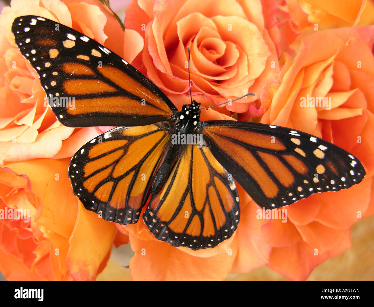 Monarch Butterfly on Roses Stock Photo - Alamy