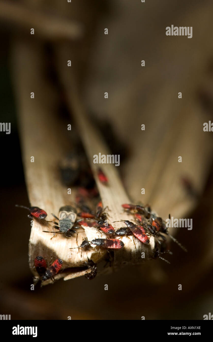 a swarm of insects Stock Photo - Alamy