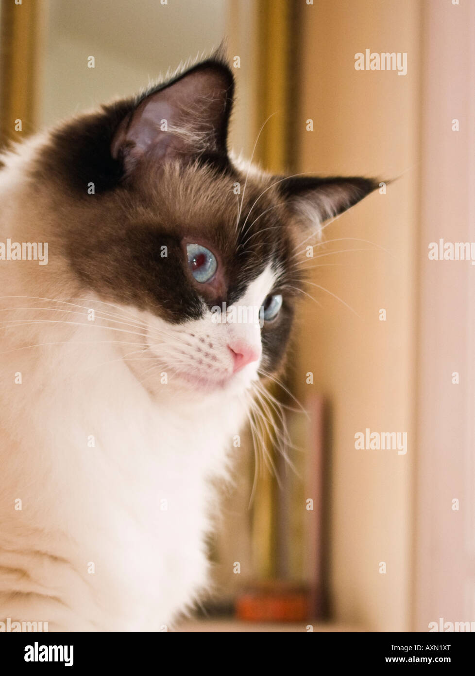 An alert young female Ragdoll pedigree cat Stock Photo - Alamy